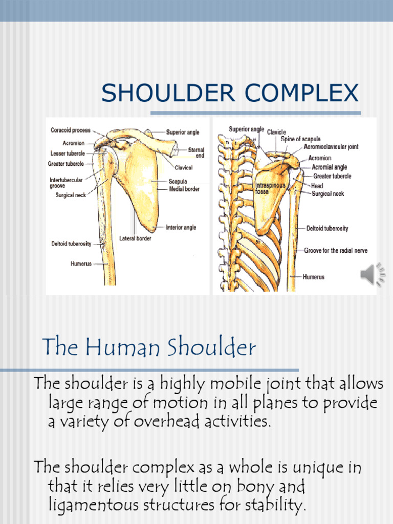 Anatomy of the Shoulder Complex | PDF | Musculoskeletal System | Limbs ...