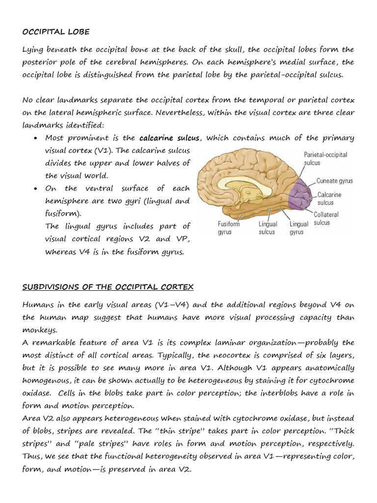 Occipital Lobe Syndrome | PDF | Visual Cortex | Visual System