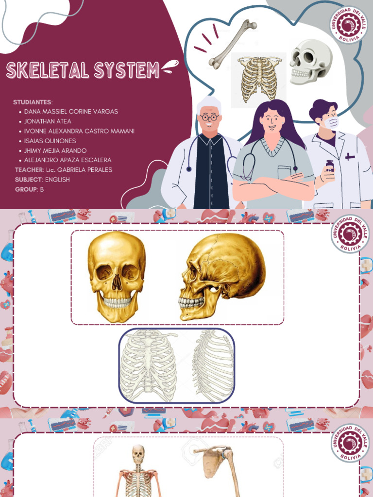 Skeletal System | PDF