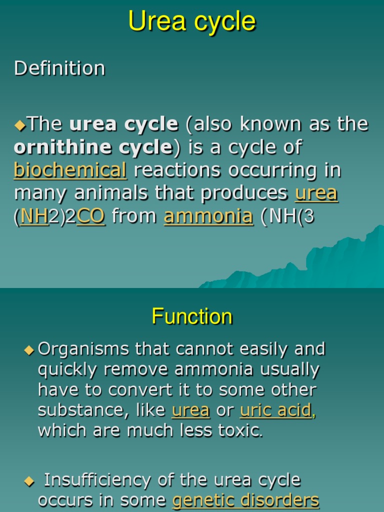 Urea Cycle: Biochemical Process Explained | PDF | Science & Mathematics