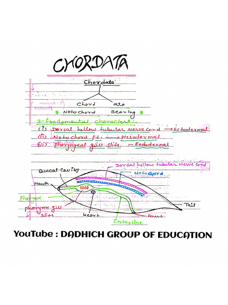 Structure & Function of Chordates Notes by Dadhich Sir | PDF
