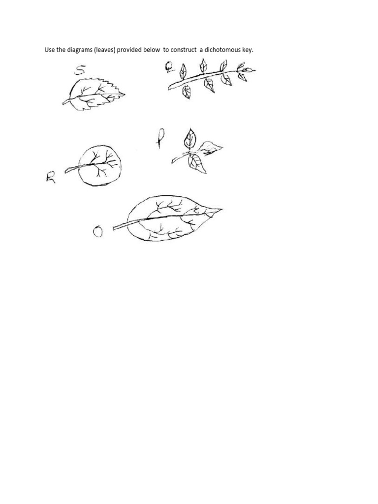 Dichotomous Key | PDF