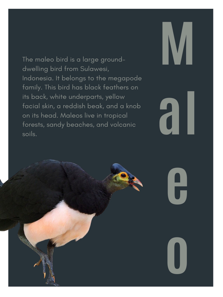 Maleo 20250820 132128 0000 | PDF