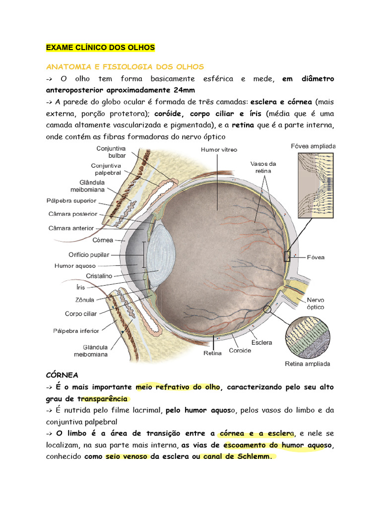 Exame Clínico Dos Olhos | PDF | Olho humano | Sistema visual