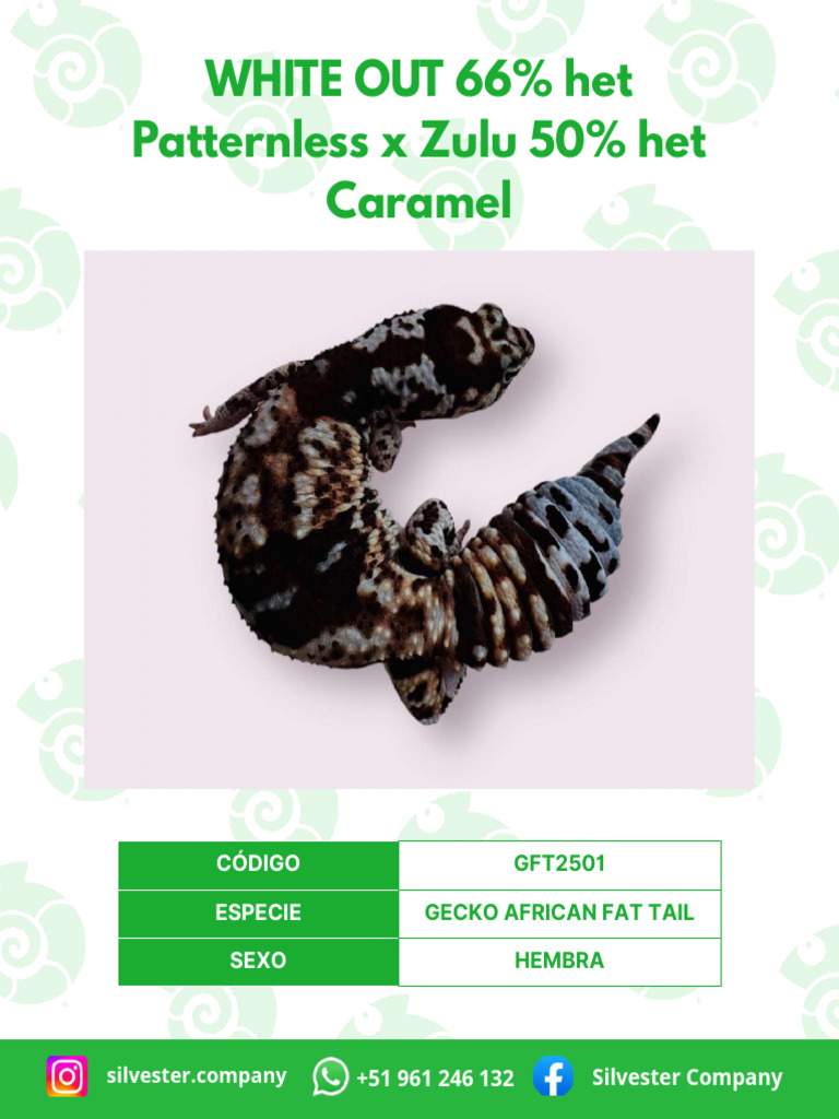Zulu Genetic Variants in Fat Tail Geckos | PDF
