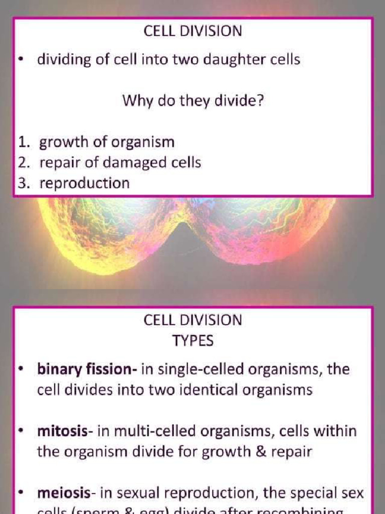 Cell Division | PDF