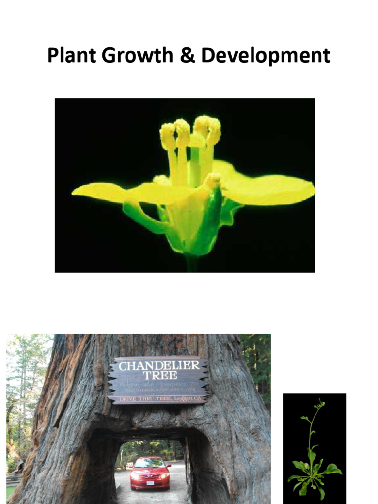 Plant Growth and Development Overview | PDF | Auxin | Embryo