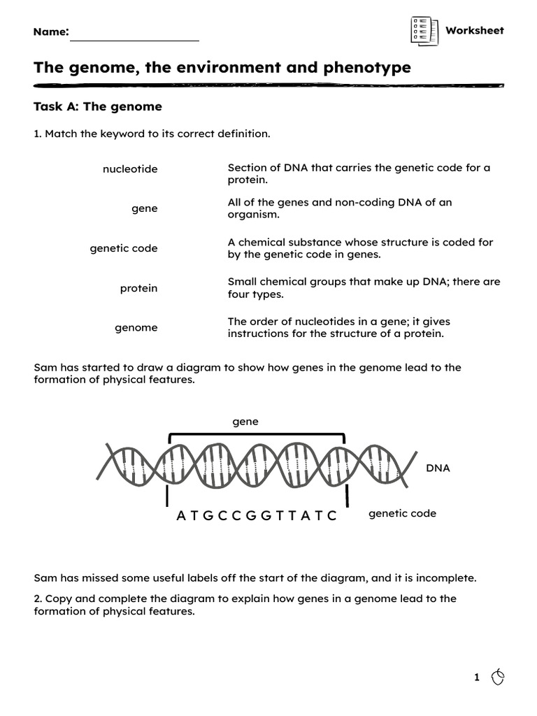The Genome The Environment and Phenotype Worksheet Questions | PDF ...