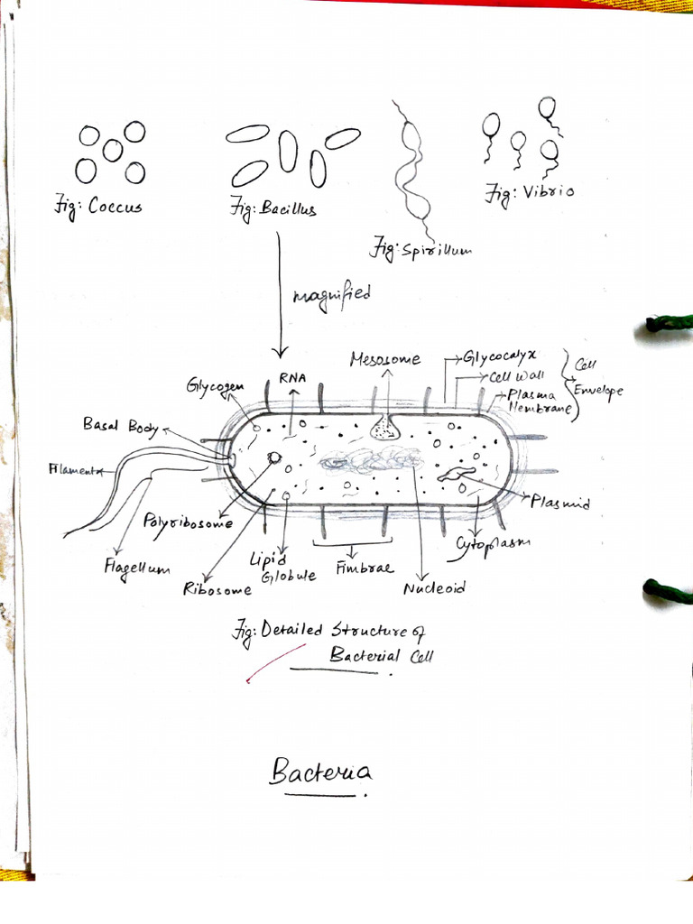 Bio Prac Diagrams | PDF