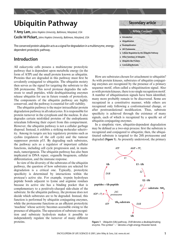 Understanding the Ubiquitin Pathway | PDF | Ubiquitin | Proteasome