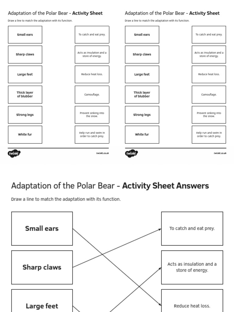 T3 SC 58 Adaptations in The Polar Bear Match and Draw | PDF | Polar ...