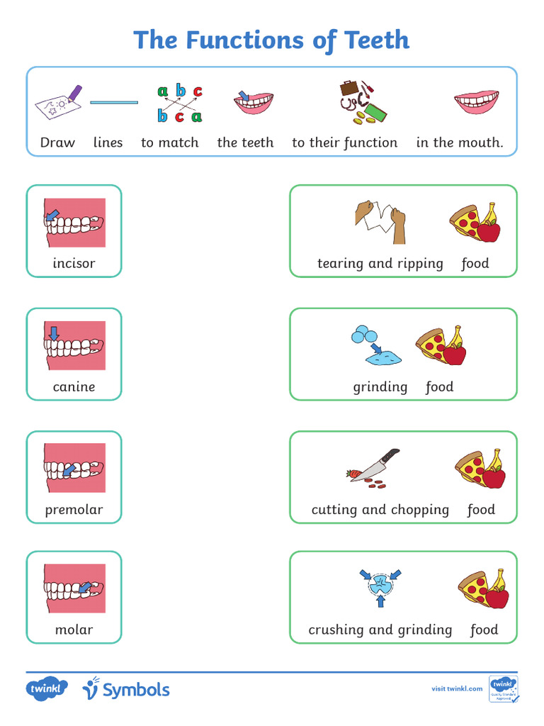 T S 1707317051 Twinkl Symbols Science Animals Including Humans Year 4 ...