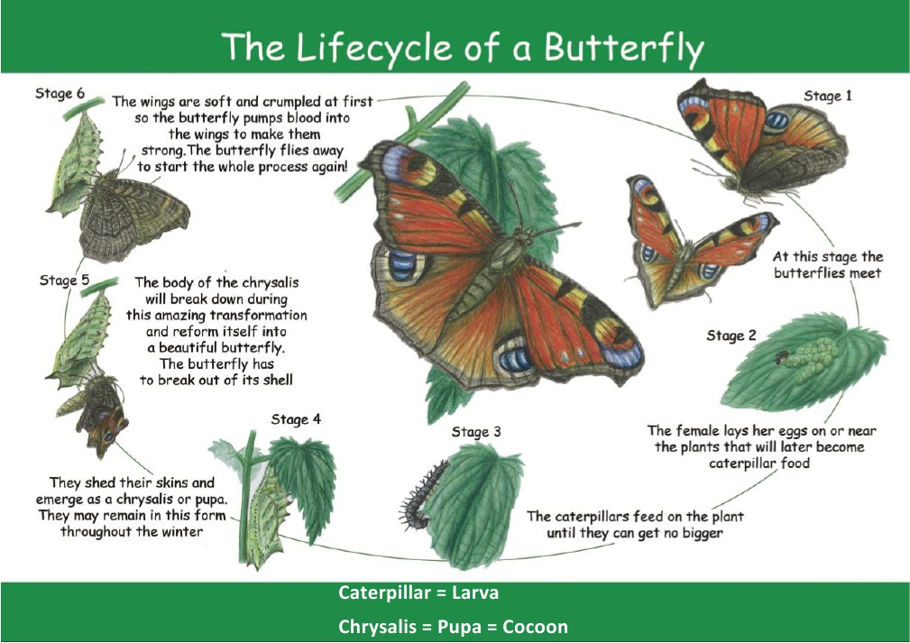 Caterpillar Life Cycle Stages Explained | PDF