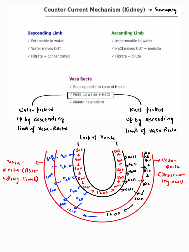 Counter Current Mechanism 250906 165818 | PDF