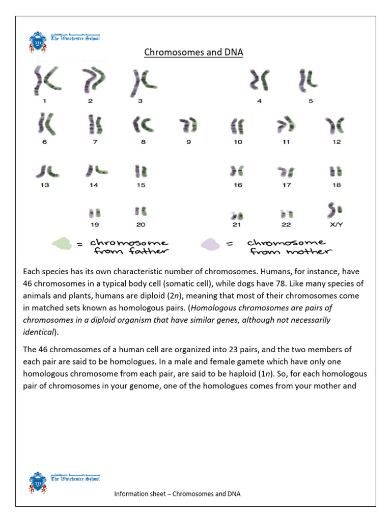 Understanding Chromosomes and DNA | PDF | Chromosome | Dna