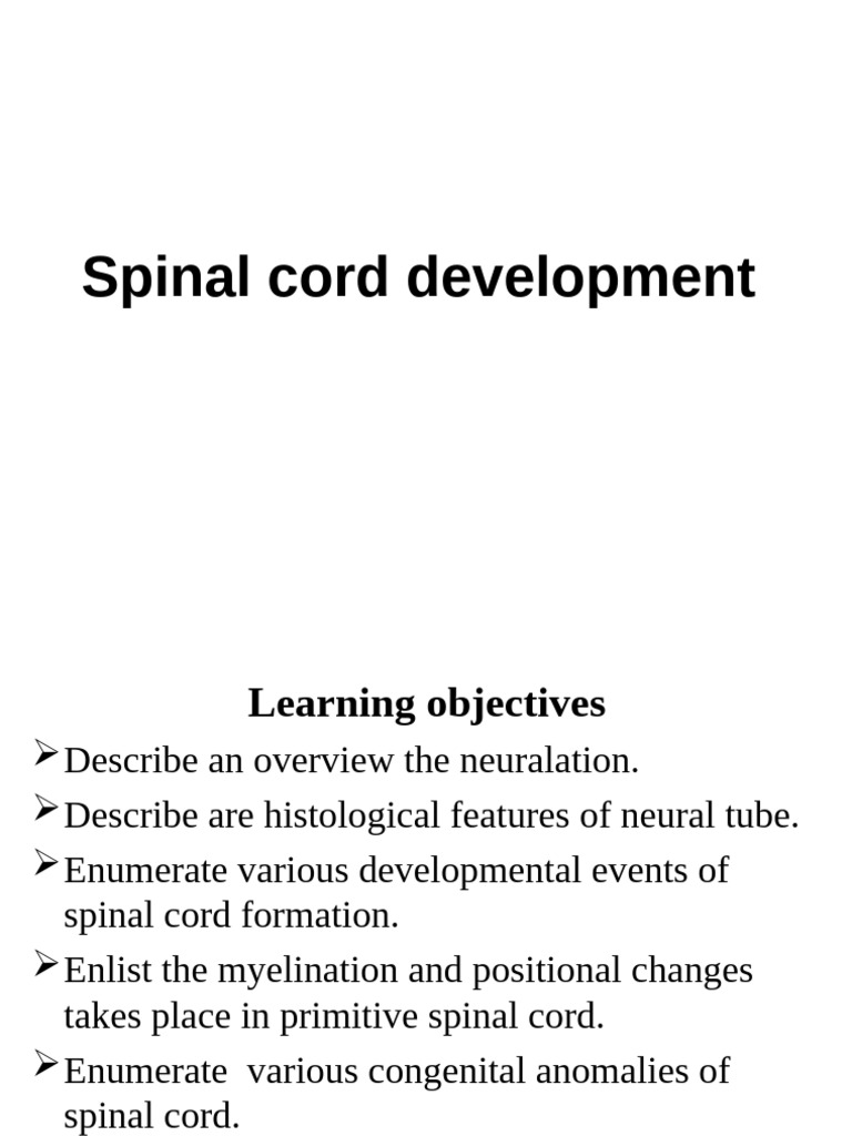 16-1-24 Spinal Cord Development | PDF