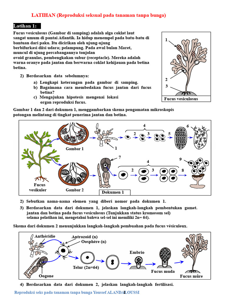 Reproduksi Seksual Pada Tanaman Tanpa Bunga Seri Latihan 1 | PDF