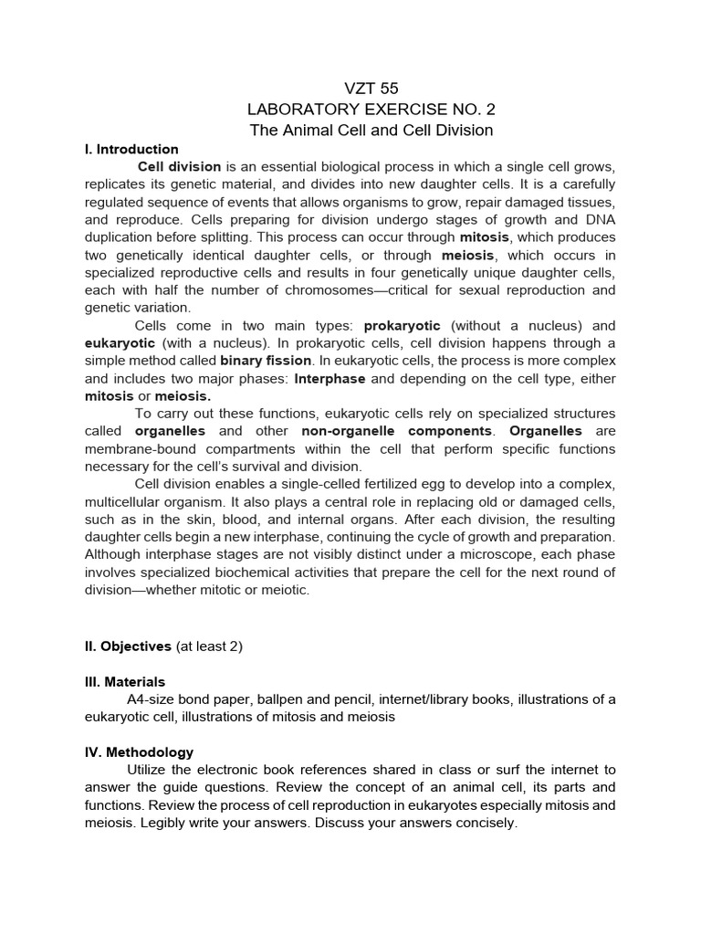 Exercise 2 The Animal Cell and Cell Division | PDF | Cell (Biology) | Mitosis