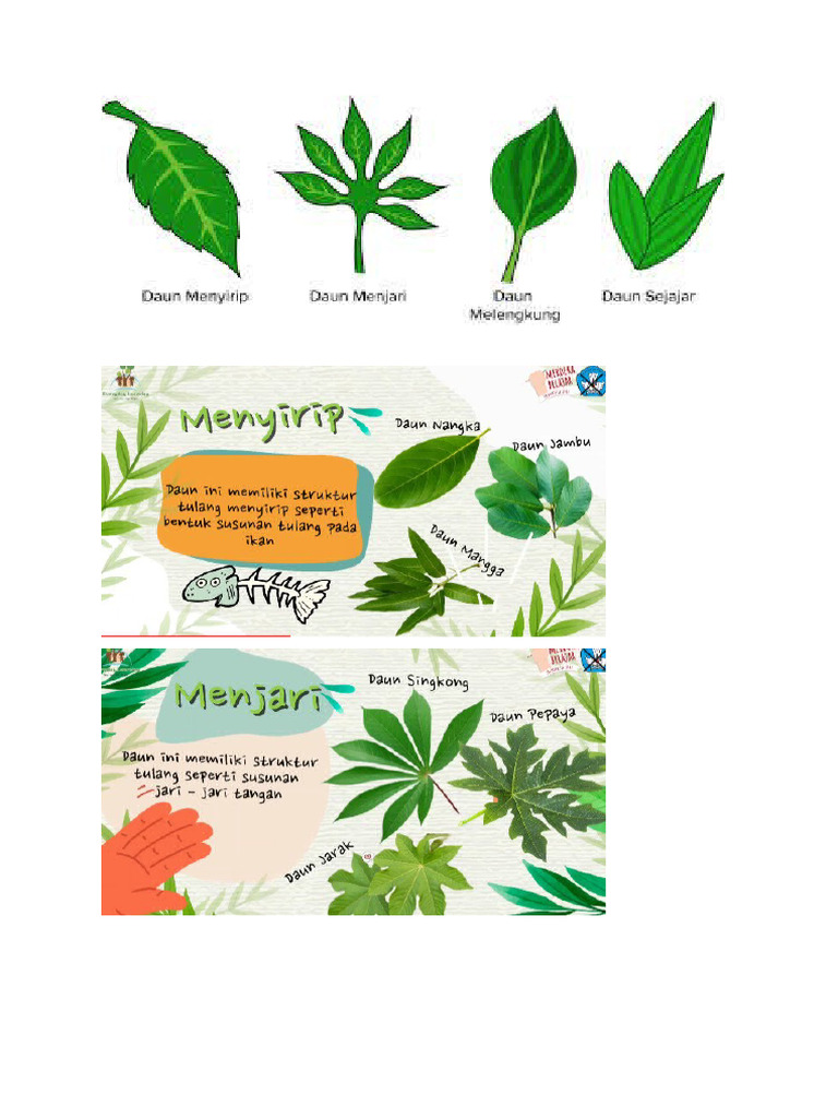 Gambar Materi Tulang Daun | PDF