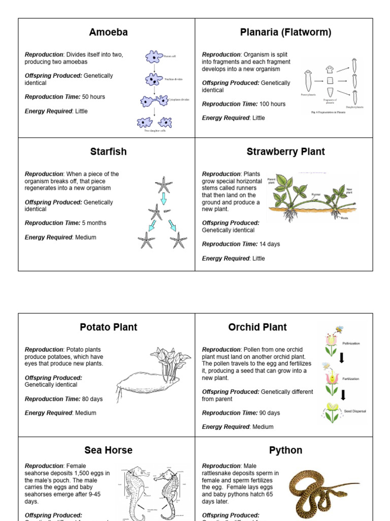 Sexual & Asexual Reproduction Activity | PDF | Sexual Reproduction ...