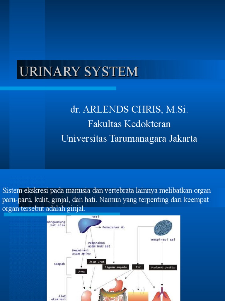 Urinary System Arlends | PDF | Kidney | Urinary System