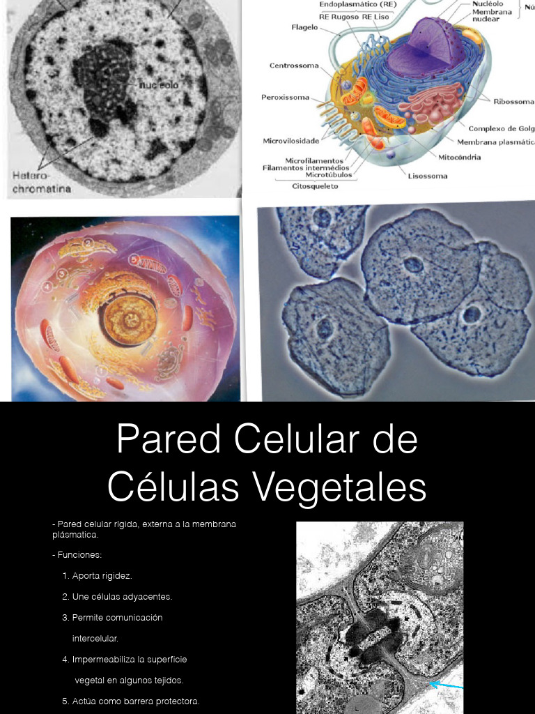 Estructura y Funciones de la Pared Celular Vegetal | PDF | Pared ...