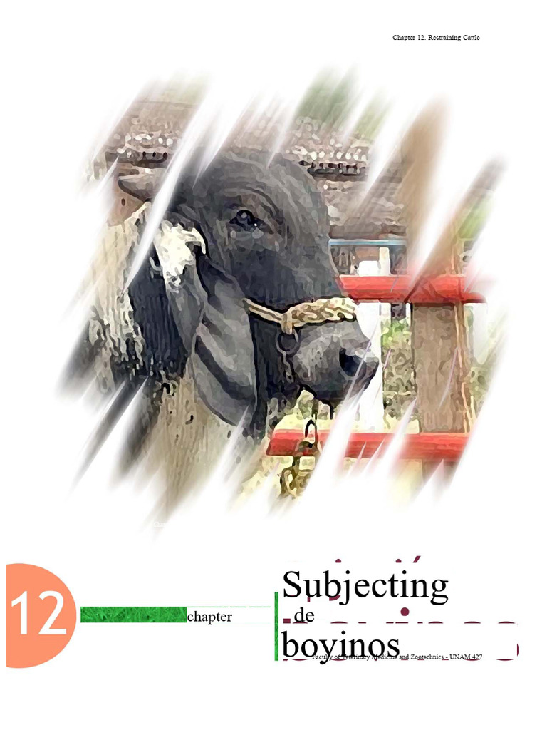 Cattle Restraint | PDF | Cattle | Bull