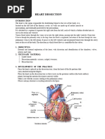 Mammalian Heart Dissection Overview | PDF | Heart Valve | Heart