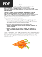 Carrot | PDF