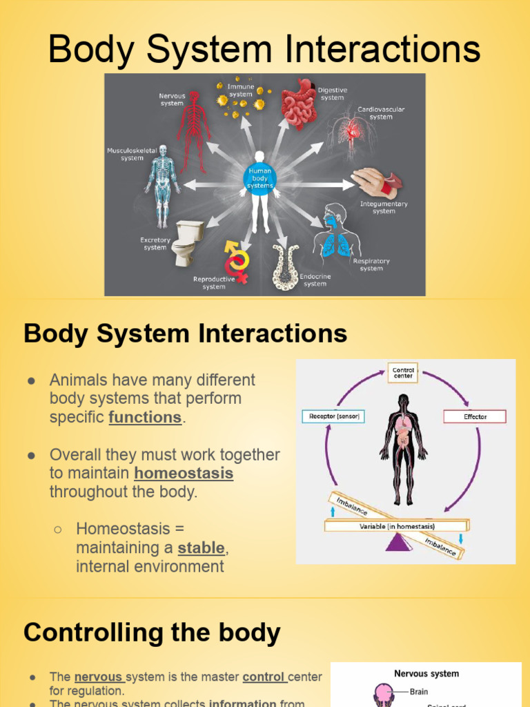 Body Systems and Their Interactions | PDF | Human Body | Circulatory System
