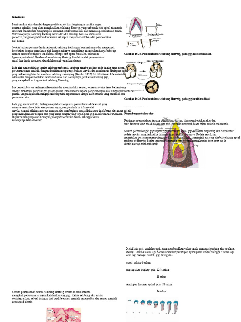 Pembentukan Akar | PDF
