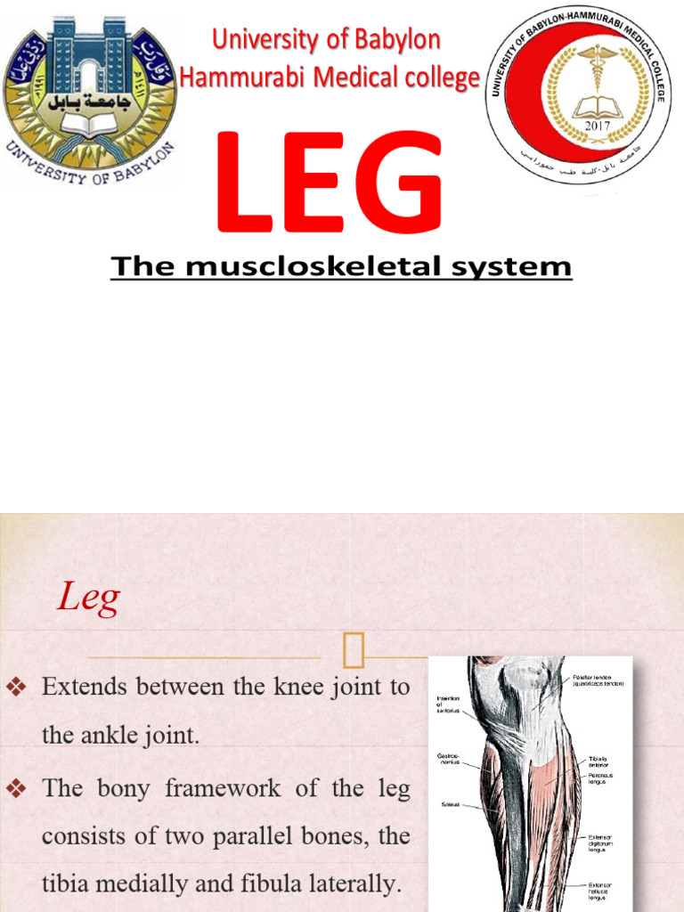 Anatomy of the Leg and Its Compartments | PDF | Human Leg | Foot