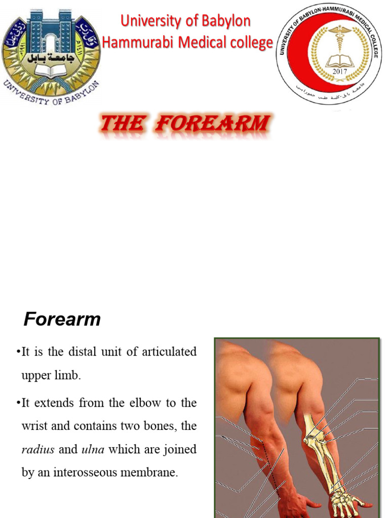 Anatomy of the Forearm Compartments | PDF | Thumb | Hand