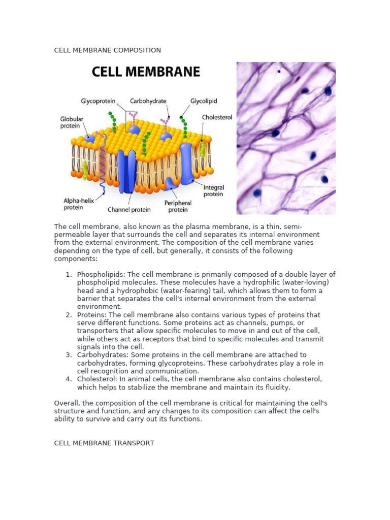 Cell Membrane Structure and Transport | PDF | Mitosis | Cell Membrane