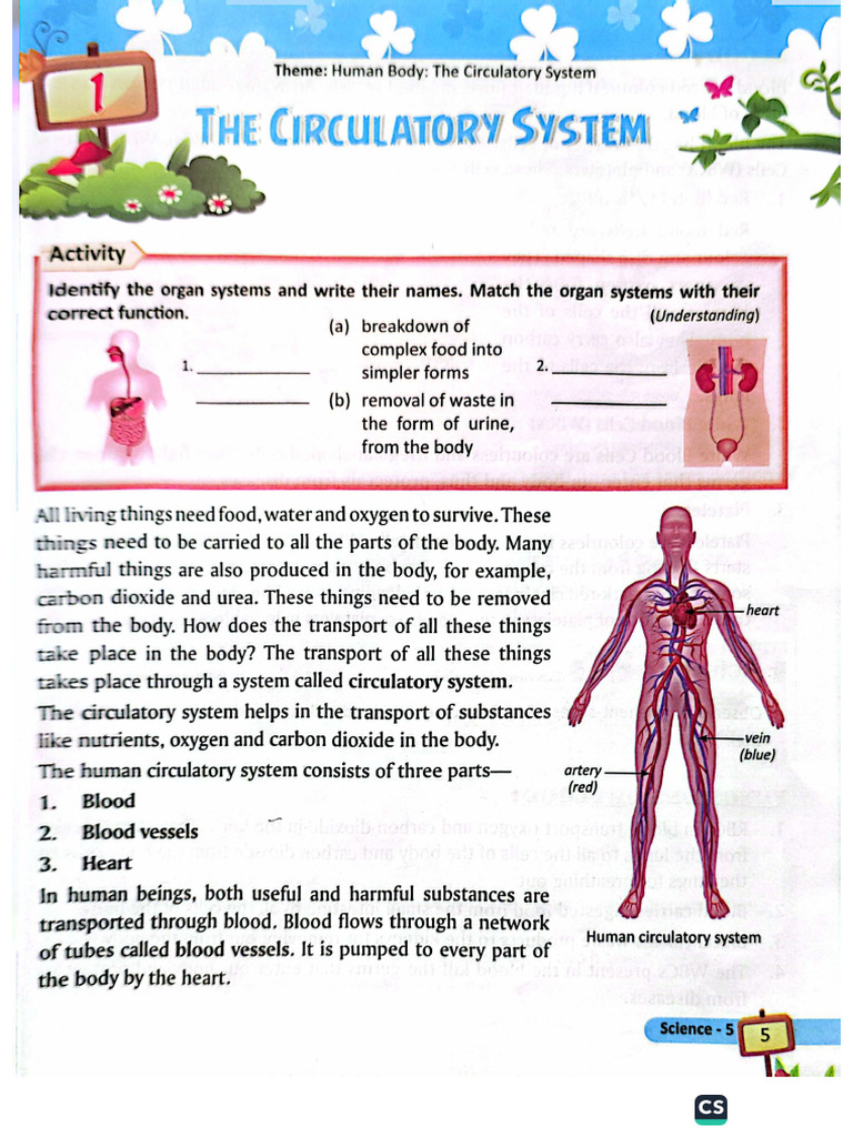 Science Circulatory System | PDF