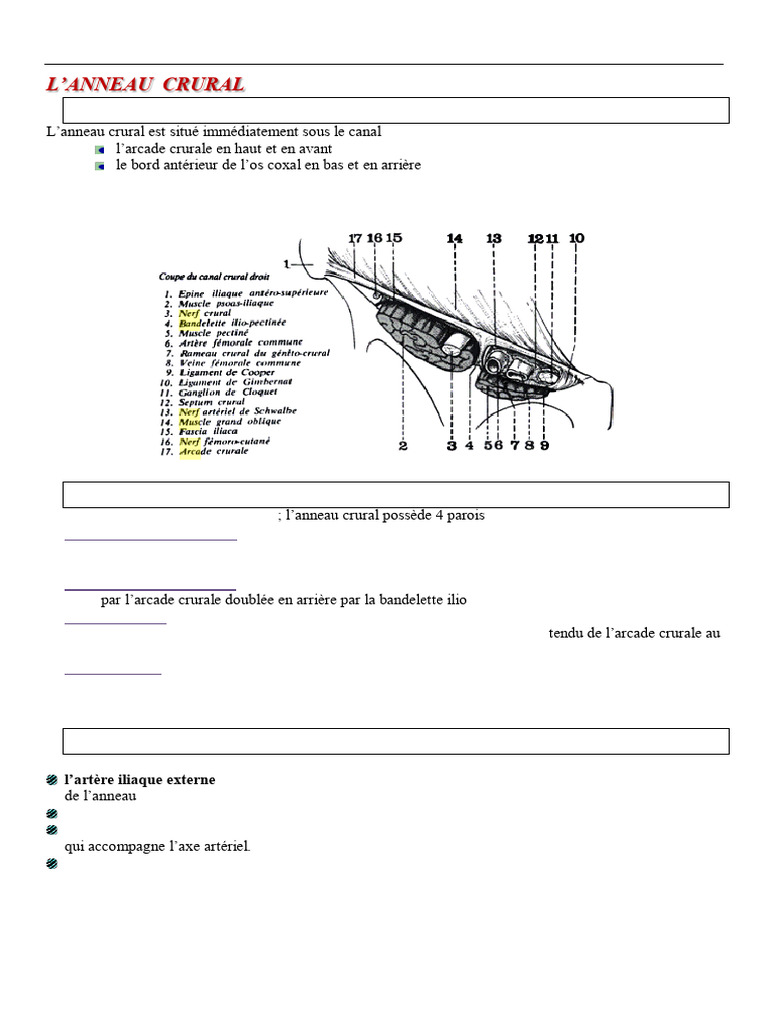 Anatomie de l'Anneau Crural | PDF