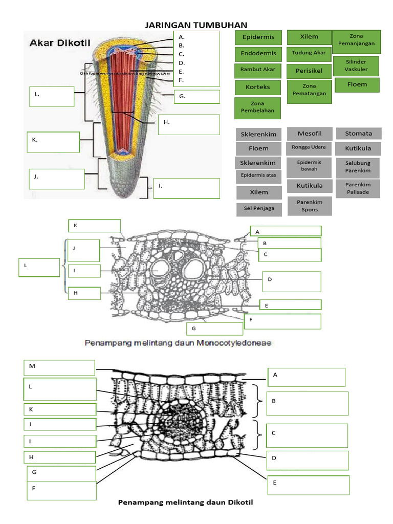 Jaringan Tumbuhan Akar, Batang, Daun | PDF