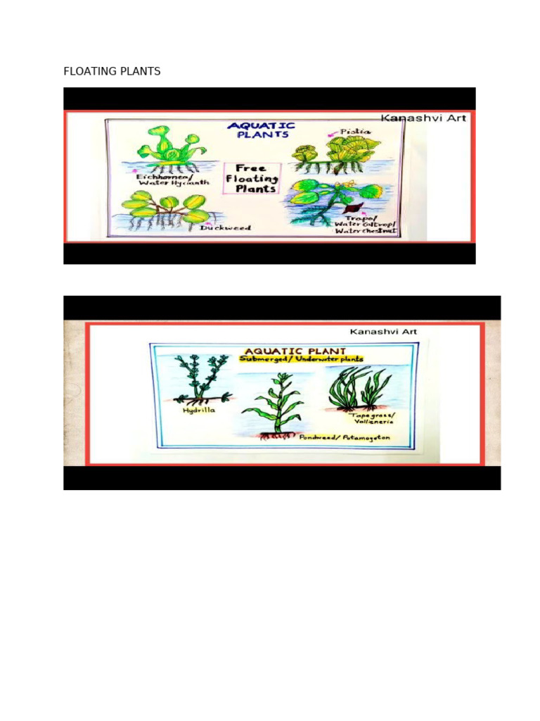 Aquatic Plants 4A 8th Period Science | PDF