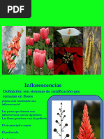 Tipos y Partes de Inflorescencias | PDF | Reproducción de plantas ...
