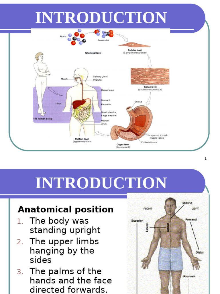 Understanding Anatomical Positions and Movements | PDF | Anatomical ...