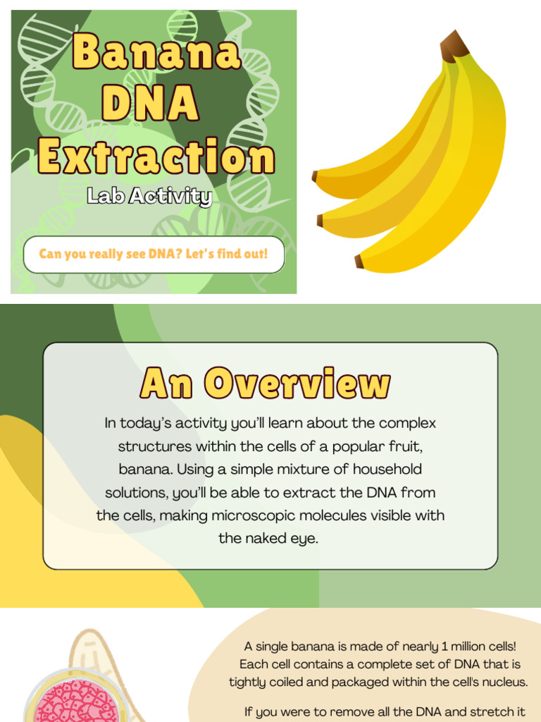 ? Lab 2 Extracting DNA From Bananas Presentation | PDF | Cell (Biology ...