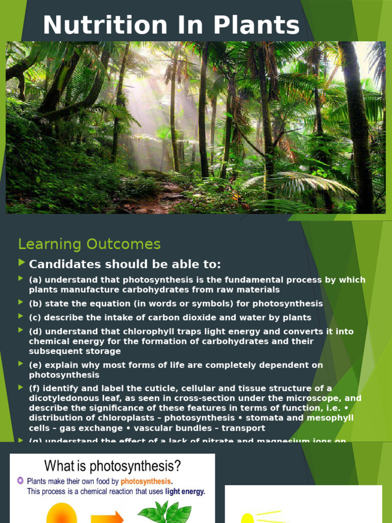 Nutrition in Plants | PDF
