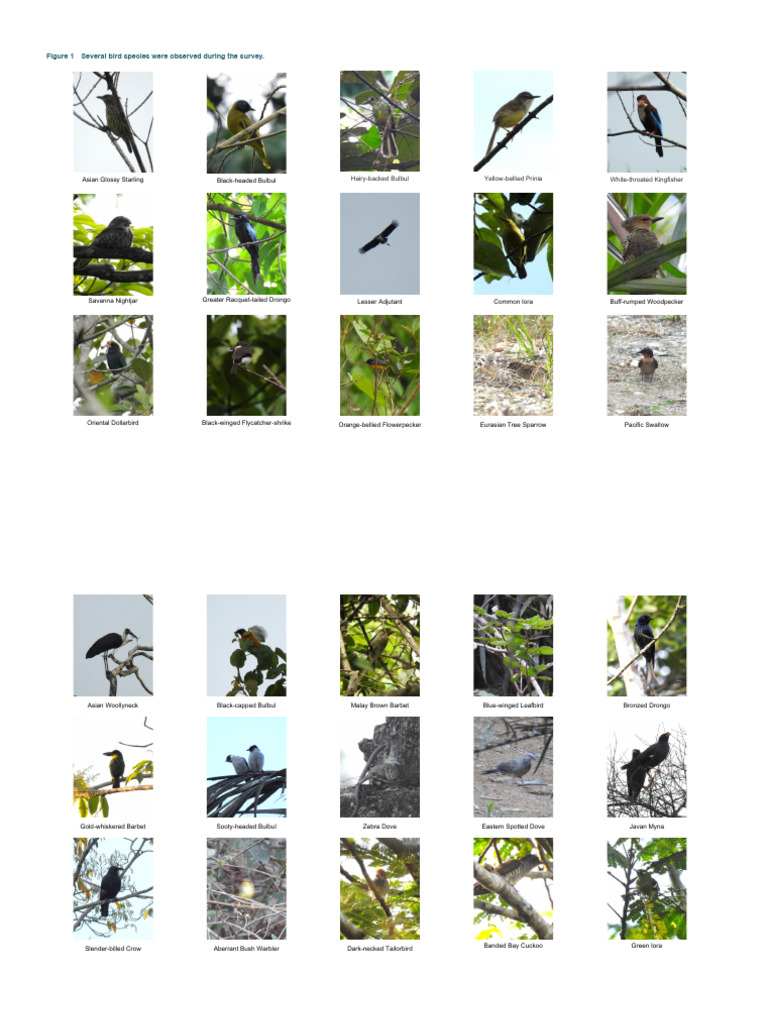 Figure 1. Several Bird Species Were Observed During The Survey. | PDF