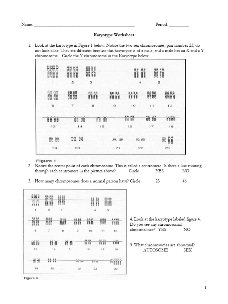 Karyotype Worksheet | PDF