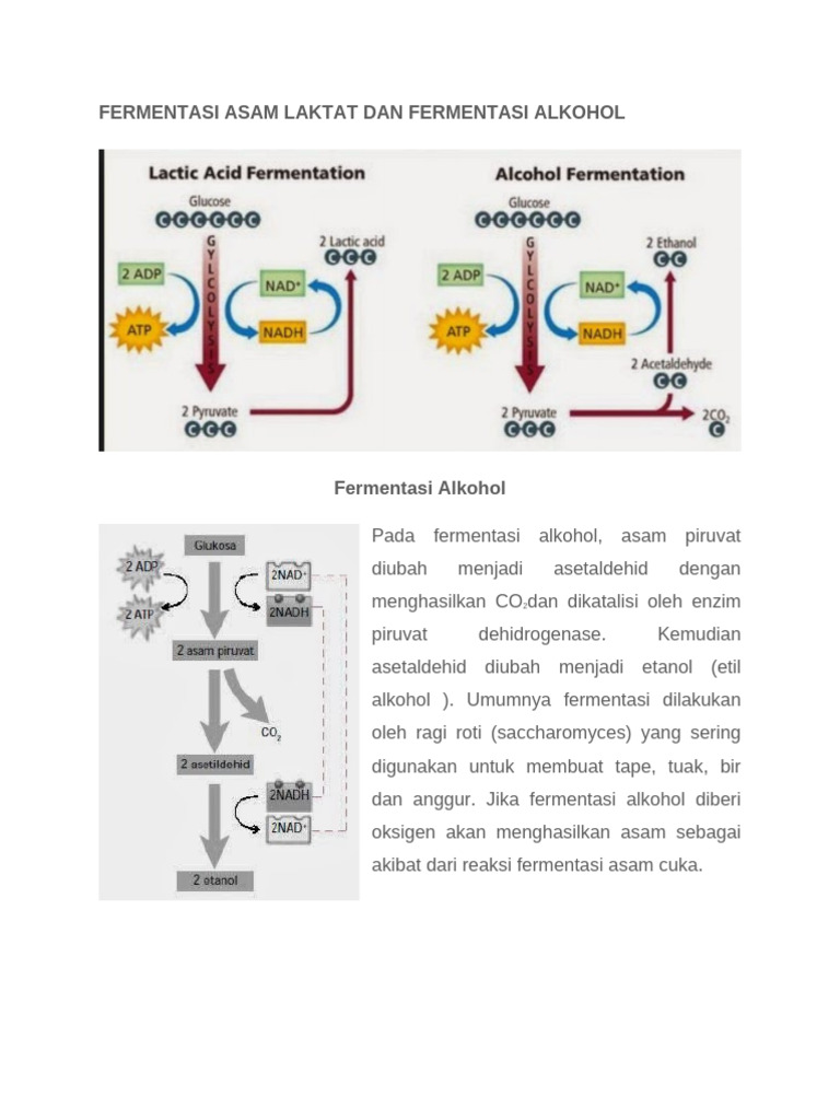 METABOLISME ZAT GIZI - Materi10.Fermentasi Alkohol N As Laktat (MHSW) | PDF