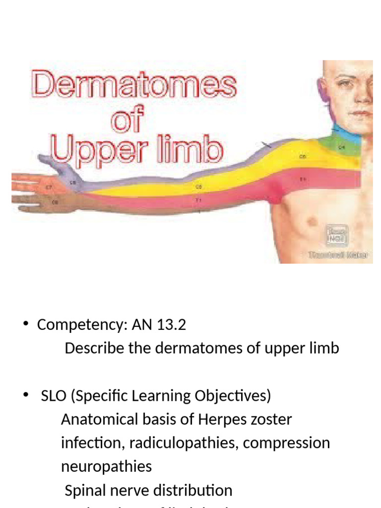 Dermatomes of Upper Limb from the embryology | PDF