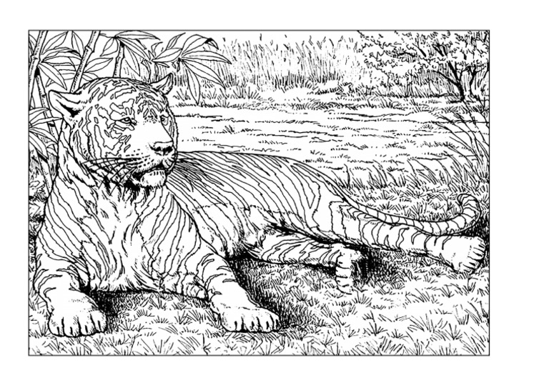 Coloring Tigers 13580 | PDF
