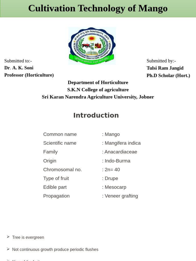 Mango Cultivation Techniques Guide | PDF | Grafting | Mango