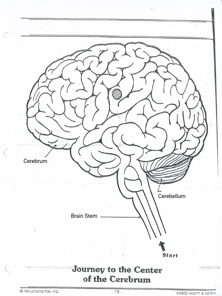Brain Diagram | PDF