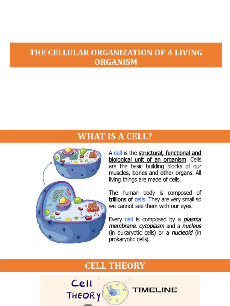 Cellular Organization in Living Organisms | PDF | Cell (Biology) | Plasmid